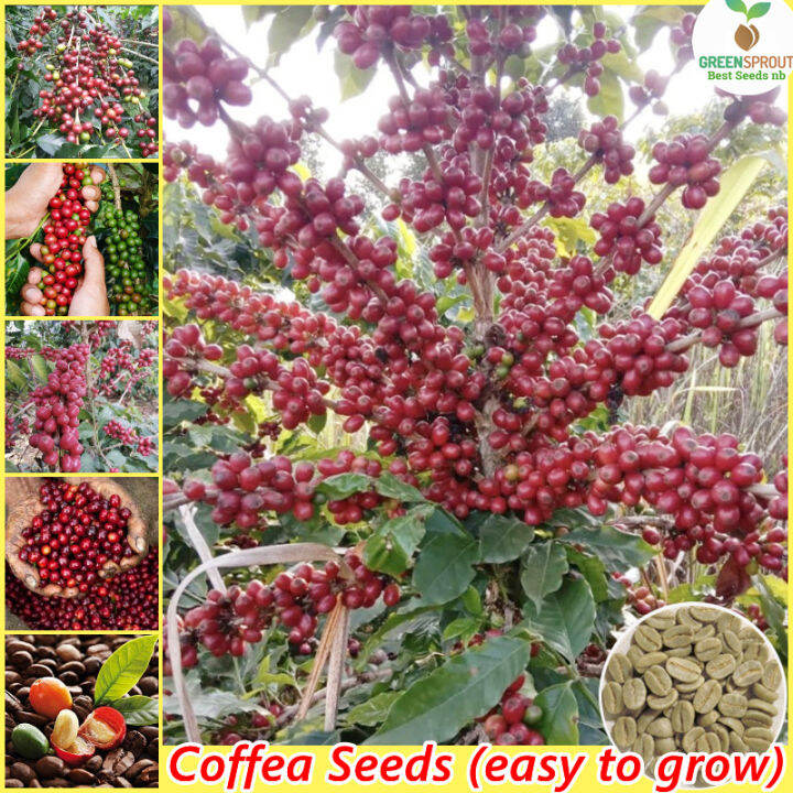Easy To Grow丨30 Seeds/pack Coffea Seeds Berry Seeds for Planting (High ...