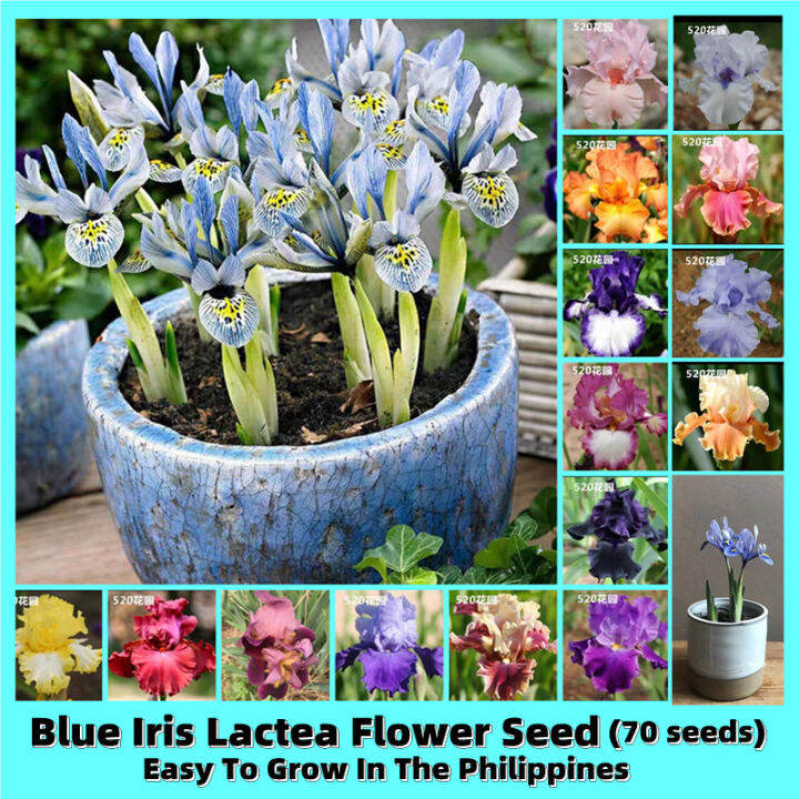 [Easy To Grow In Malaysia] 70pcs/bag Mixed Blue Iris Lactea Flower Seed ...