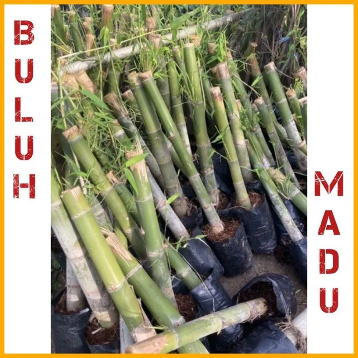 Pokok Buluh Madu Thai / Buluh Madu Thai / Pokok Rebung Buluh Madu Manis ...