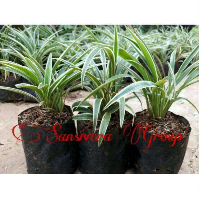Lily Paris/ Lili Paris / Spider plant Chlorophytum comosum | Lazada ...