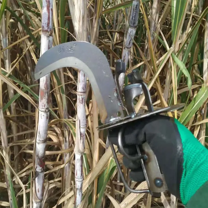 Sugarcane leaf peeling agricultural push scraping sugarcane leaf ... Sugarcane leaf peeling agricultural push scraping sugarcane leaf ...
