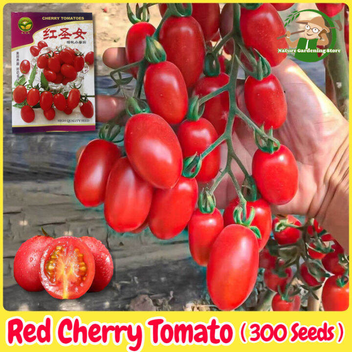 Red Cherry Tomato Seeds for Planting (300 Seeds) - Fresh Fruit Seeds ...