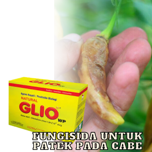 Obat patek untuk cabe / obat cabe layu / Obat layu paling ampuh / obat hama patek cabe / jamur ...