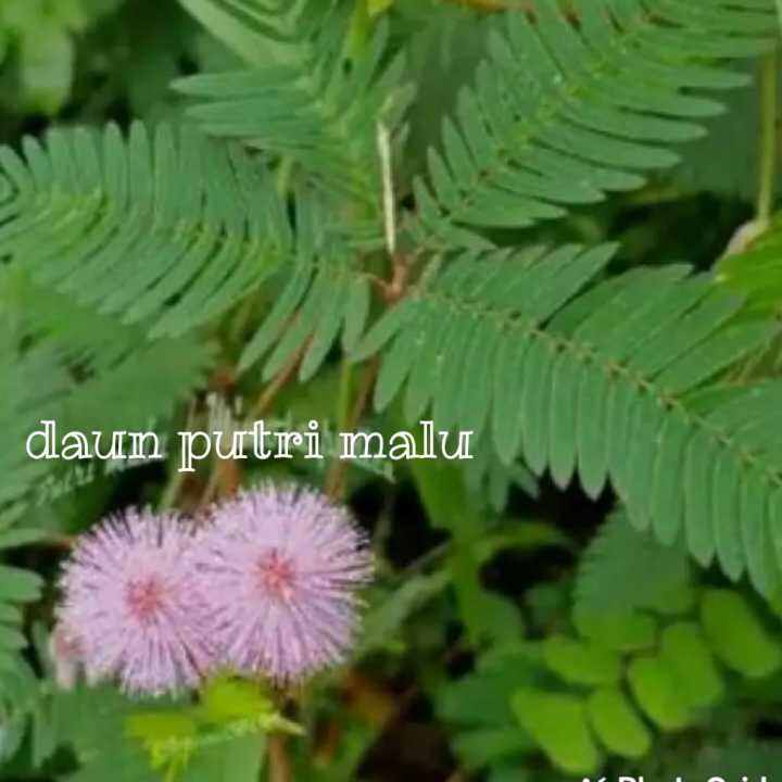 tanaman putri malu500grm/tanaman putri malu segar | Lazada Indonesia