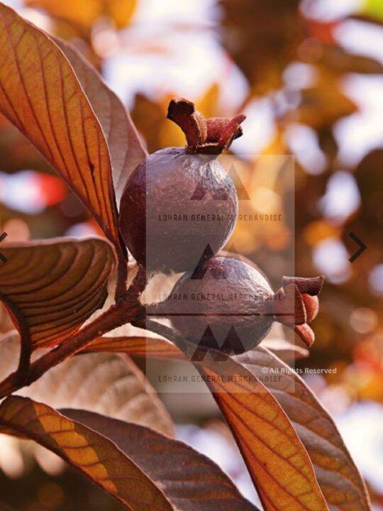 Malaysian Red Guava Rare fruit tropical Garden | Lazada PH