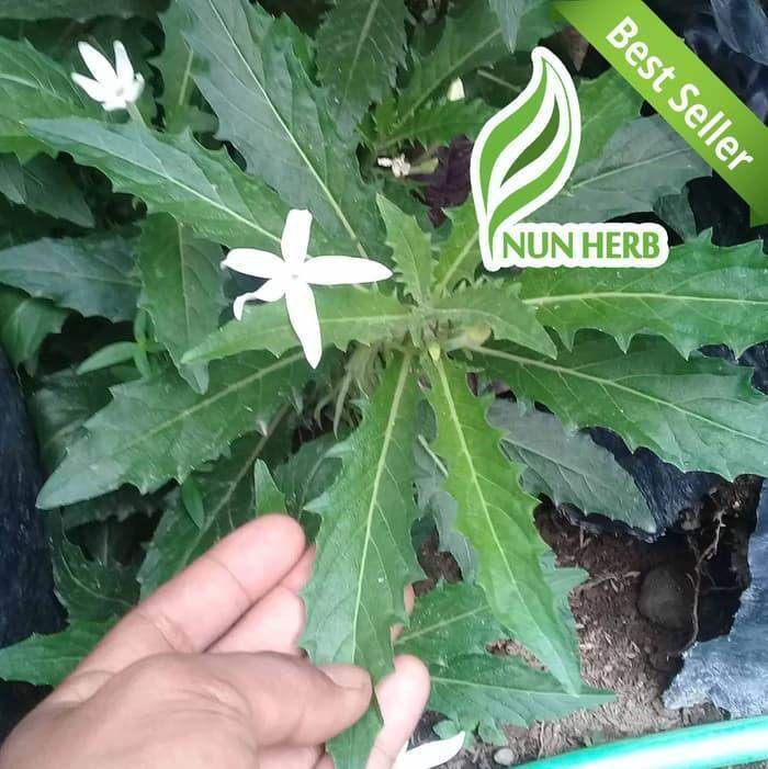 Bibit Tanaman Daun Kitolod - Pohon Kitolo - kitolod - Herbal | Lazada ...