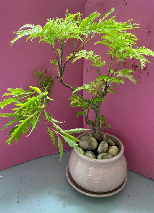 POKOK JEREMIN / JERAMIN / Pokok Halau Nyamuk/ Anti Mosquito Tree 防蚊子树 ...