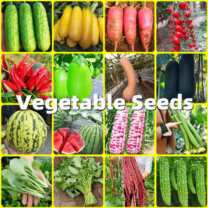 蔬菜种子 - High Quality Vegetable Seeds Easy To Grow In Malaysia Biji Benih Sayur Sayuran Gardening ...