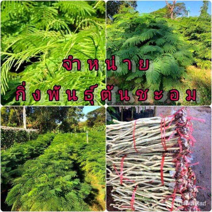 ผลิตภัณฑ์ใหม่ เมล็ดพันธุ์ สปอตสินค้า ต้นชะอม กิ่งชะอม กิ่งตอน กิ่ง ...