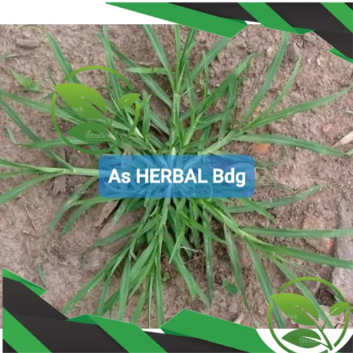 Daun Tanaman Rumput Belulang atau jampang segar 500 gram | Lazada Indonesia