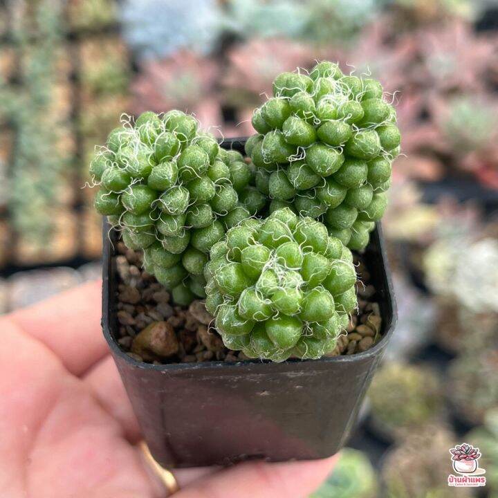 โปรโมชั่น ลูกชุบ Anacampseros Vanthielii ไม้อวบน้ำ กุหลาบหิน แคคตัส ...
