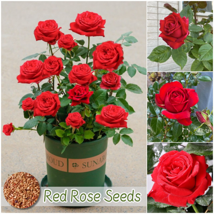 [Easy to grow in the Philippines] 100pcs Red Rose Seeds for Planting Flowers Bonsai Flower Seeds ...
