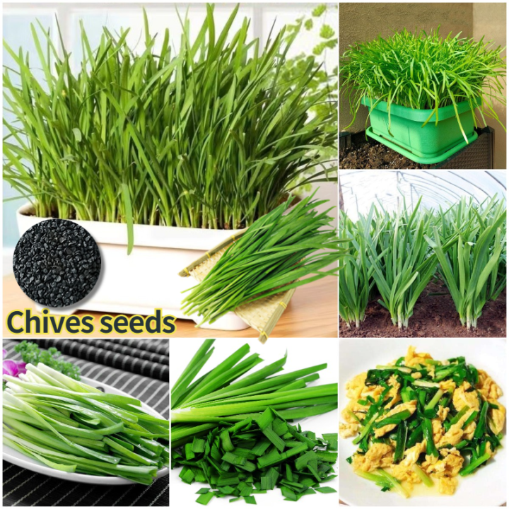 [Easy to grow in Malaysia] 200pcs Fresh Chinese Chives Seeds Biji Benih ...