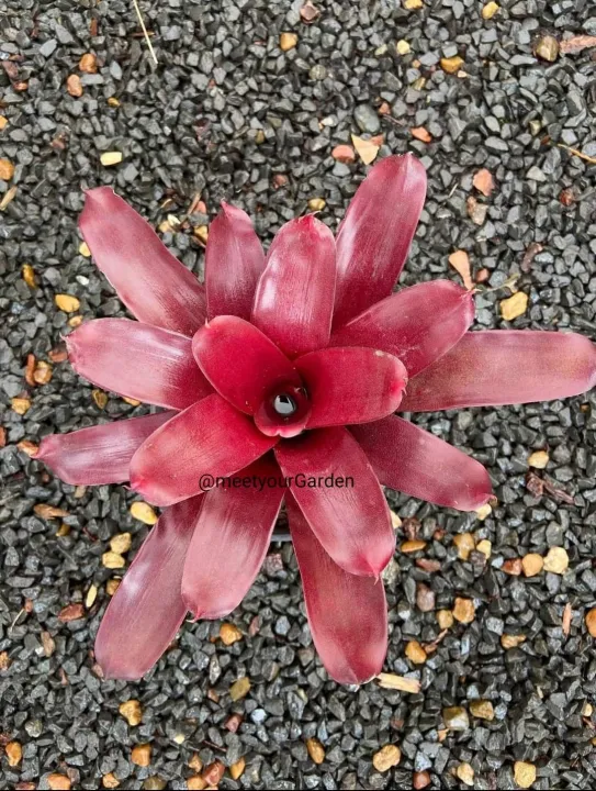 Bromeliad Fireball with FREE white plastic pot, pebbles and garden soil ...