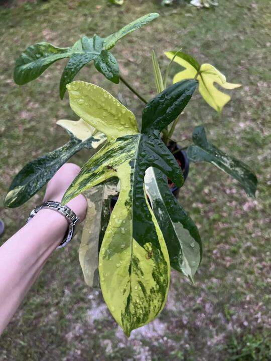 Philodendron Florida Beauty Variegated (6 leaves) | Lazada