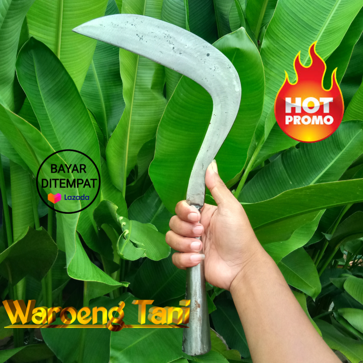 TERBARU Arit Potong Rumput Bentuk Khas Jogja Potong Baja Asli Gagang Besi Anti Copot - Sabit ...