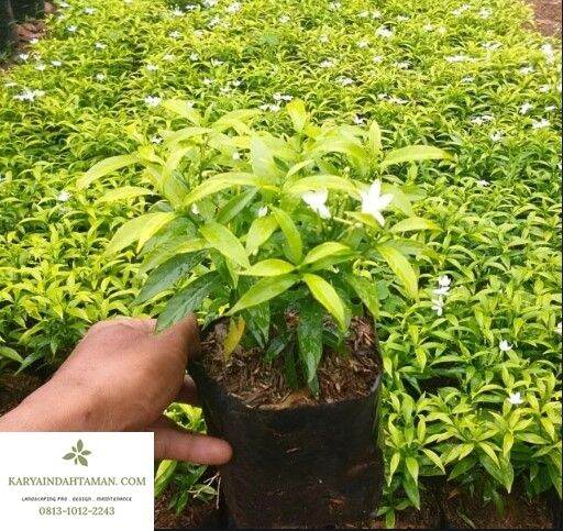 tanaman hias rembosa mini golden / tanaman rembosa mini golden / pohon ...