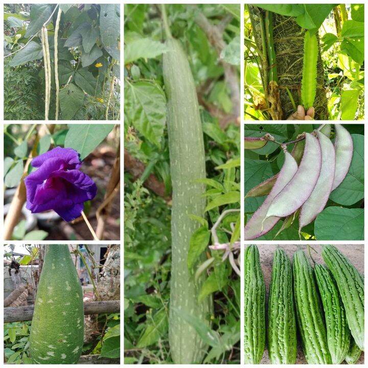 binhi all in 7 in 1 pack binhi pantanim Sitaw 10 Seeds, Patola 7 Seeds ...