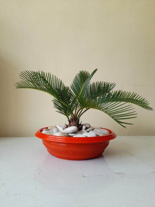 POT BONSAI 30 MERAH POT CEPER model tawon berlubang | Lazada Indonesia