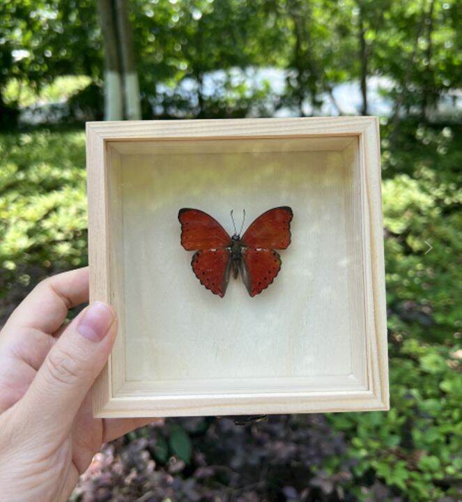 butterfly Cymothoe excelsa dried original specimen real | Lazada PH