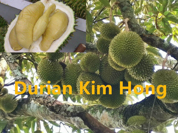 Berjaya Plant Nursery - Pokok Durian Kimhong D198/Pokok Jin Fen金凤榴莲树苗(Pokok Buah Hidup/Buah ...