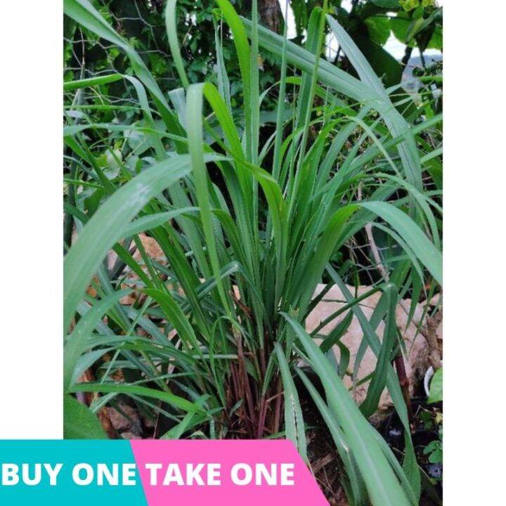 Tanglad / Lemon Grass Per 1 Stalk Herbal Outdoor Plant | Lazada PH
