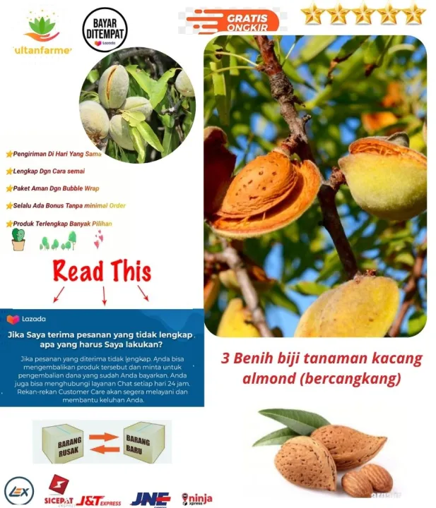 3 Benih biji tanaman kacang almond (bercangkang) | Lazada Indonesia