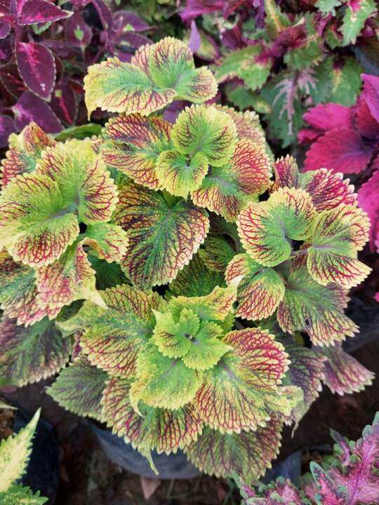 Mayana Coleus Sun Lace (Super Rare Mayana) with FREE white plastic pot ...