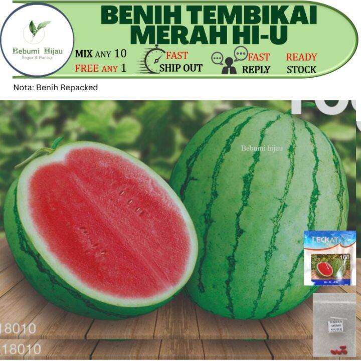 3 biji benih TEMBIKAI Merah HI-U seeds F1 | Lazada