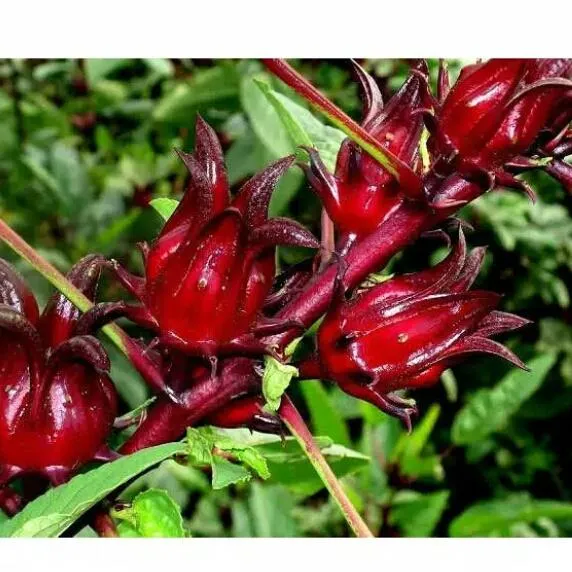 Ufairah Binhi Rosella ay angkop para sa madaling lumalagong tsaa na ...