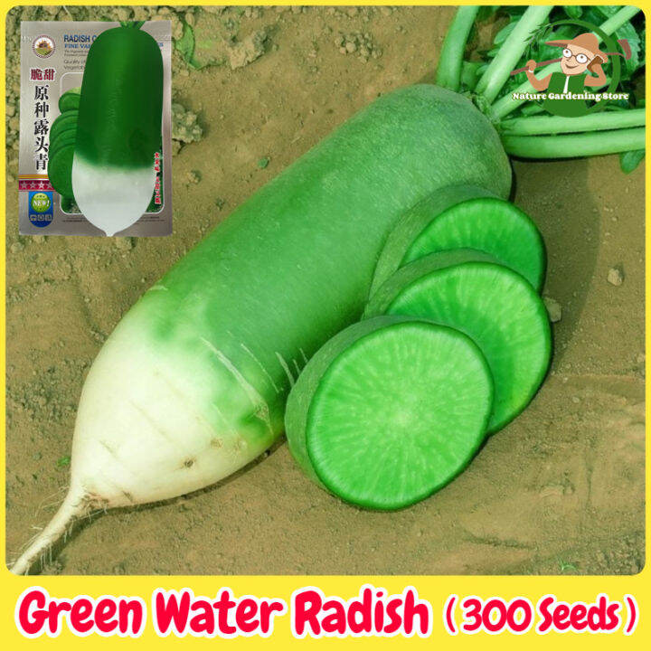 Green Radish Seeds for Planting (300 Seeds) - Korean Sweet Crispy Green ...
