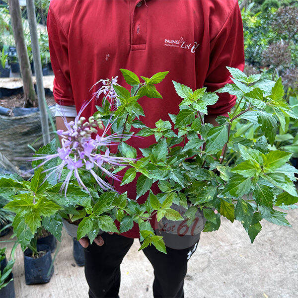 [Paling Horticulture Sdn Bhd] Pokok Misai Kucing 猫须草 | Orthosiphon ...