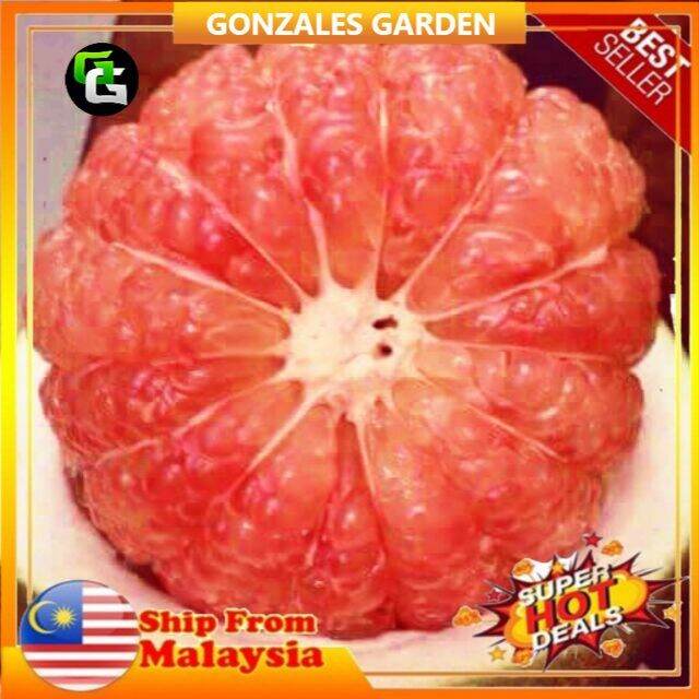 Anak Pokok Limau Bali Madu Merah Hybrid Senang Tanam | Lazada