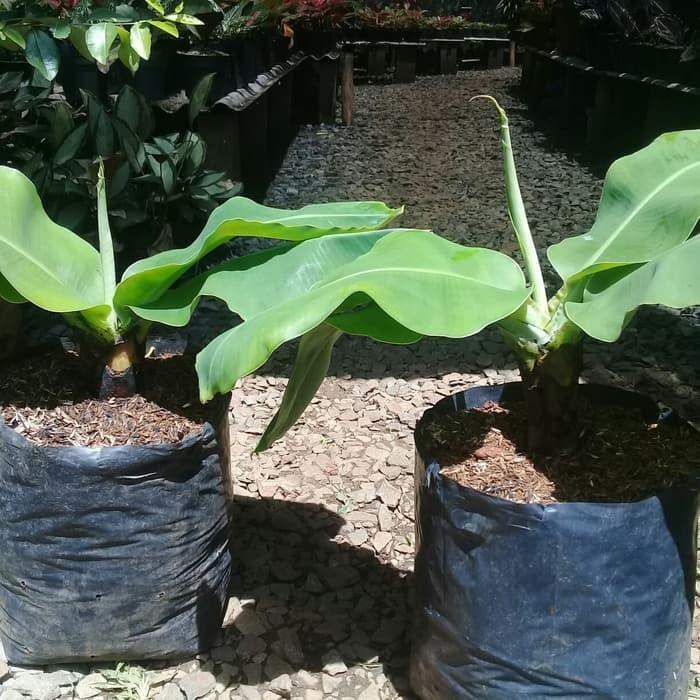 pohon pisang brazil / mini | Lazada Indonesia