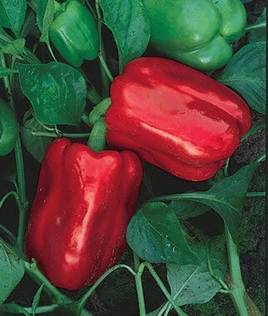 Large Bell Pepper Giant Vegetable Cayenne Seeds | Lazada PH