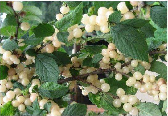 Fruit tree seedlings, white jade cherry grafted large cherries, trees ...