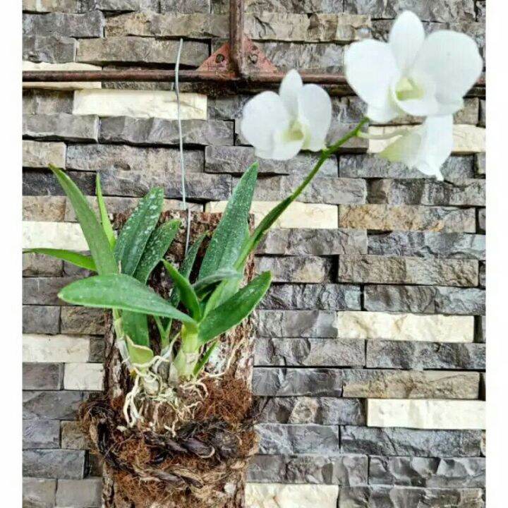 SEEDLING ANGGREK DENDROBIUM MINI WHITE | Lazada Indonesia