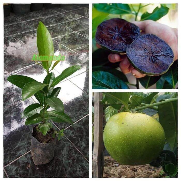 Tanaman Buah Black Sapote Jumbo Sawo Hitam Mexico | Lazada Indonesia