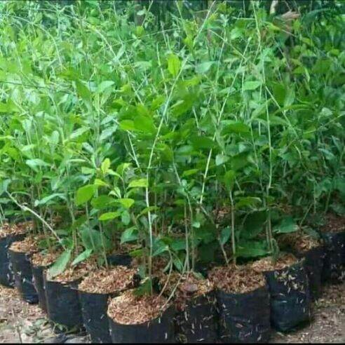 5 polybag tanaman hias Lee Kwan Yew / pohon Mejuntai Li Kuan Yu ...