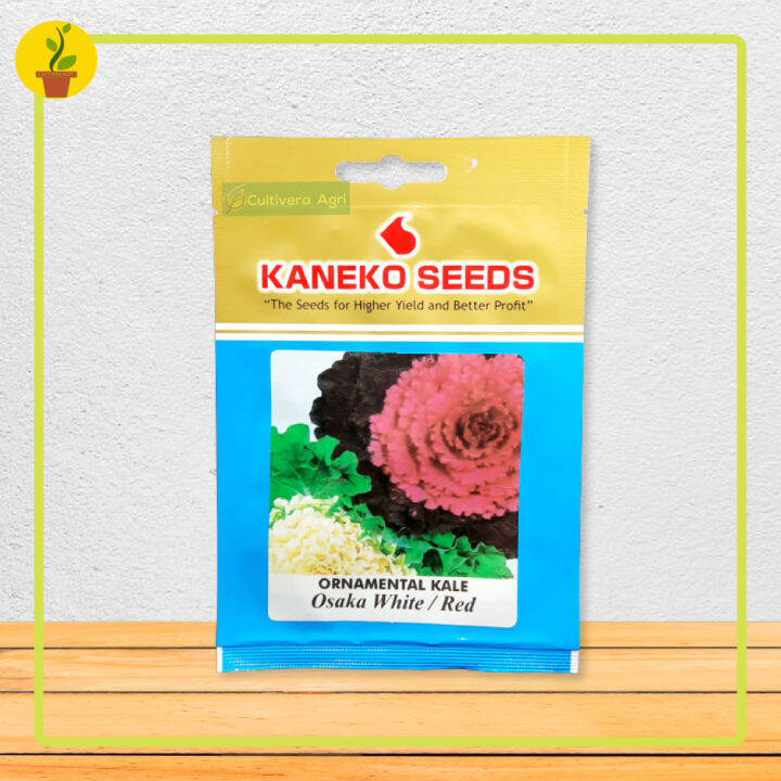 Kale Seed Ornamental Type (Osaka White / Red Variety) [218 Seeds Packet ...
