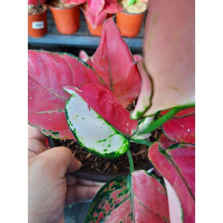 Aglaonema Auspicious Red seeds | Lazada