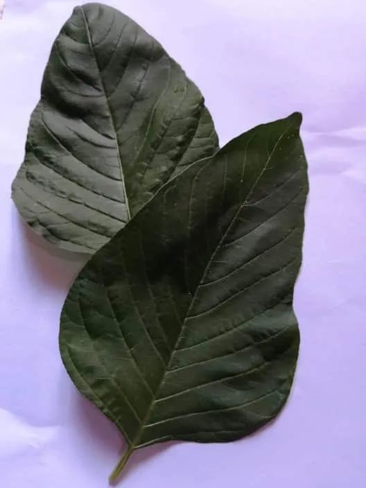 Kulitis Seeds ( Spinach ) approx 150 seeds | Lazada PH