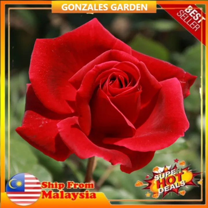 Anak Pokok Bunga Rose Pokok Bunga Mawar Thailand | Lazada