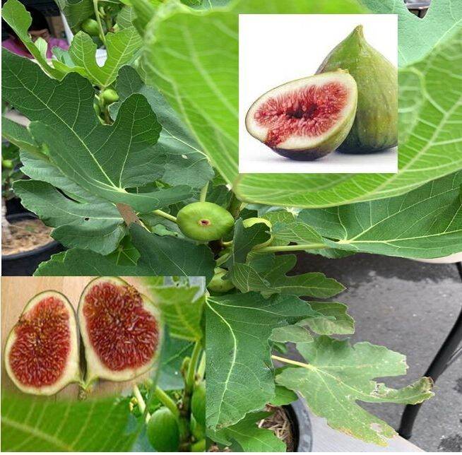 มะเดื่อฝรั่ง Fig-BTM6-JAPAN ต้นมะเดื่อฝรั่ง Figs มะเดื่อ FIG ต้นสมบูรณ์มาก รากแน่นๆ ลำต้นสูง 50 ...