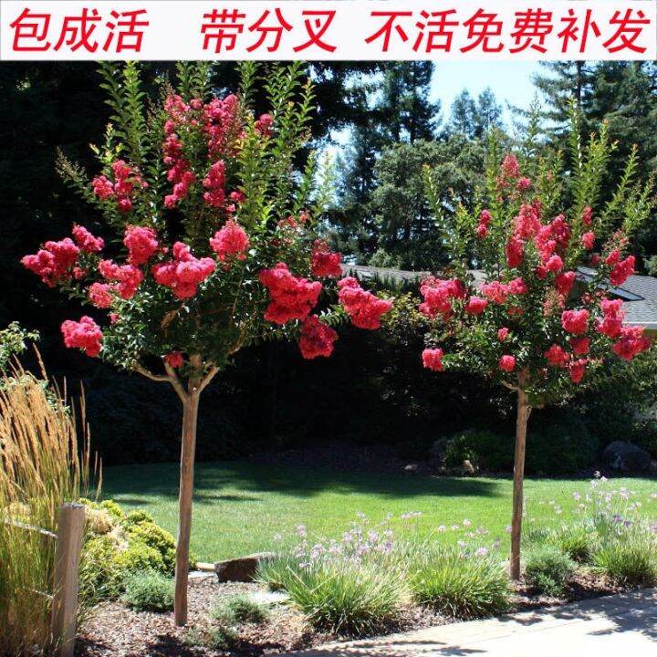 Old courtyard crape myrtle trees red rocket flower seedlings velvet ...