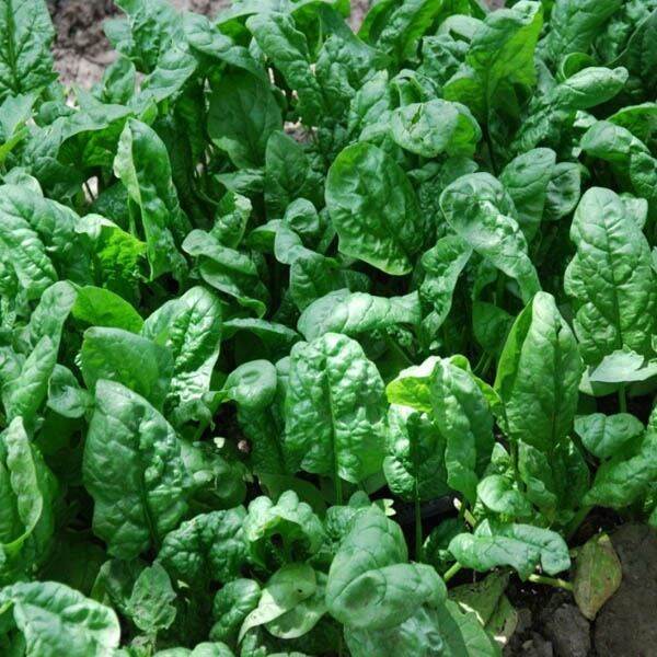 VICTORY SEED 100 Benih Biji Bayam Keriting Kriting Bayem Curly Spinach ...