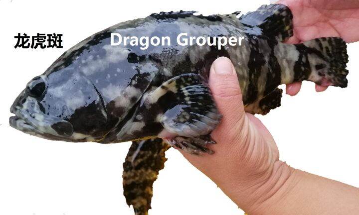 FROZEN DRAGON GROUPER 冷冻龙虎斑 (KG) | Lazada