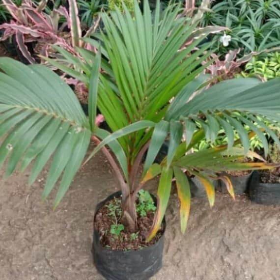 Promo Murah!! Bibit Palem Botol Merah-Tanaman Palem Botol Merah – pohon ...