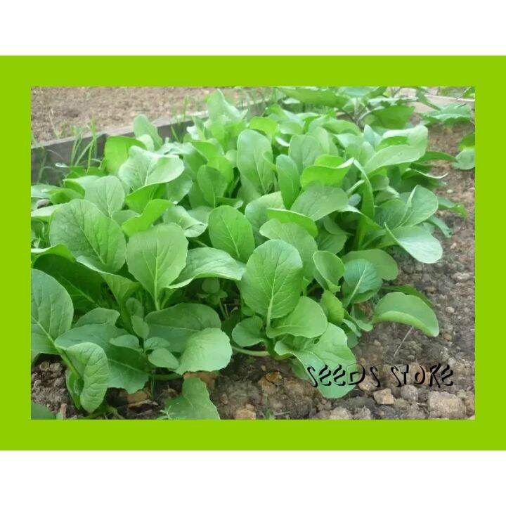 Vege Seeds / Bayam Daun Bulat ( 100pcs) | Lazada