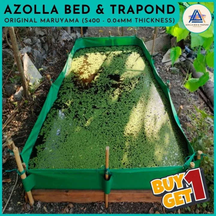 BUY 1 GET 1! 4x6x2FT Original Maruyama (Azolla/Trapond) All in one ...